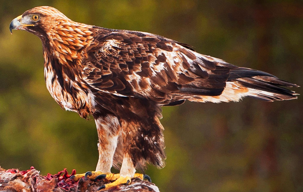 Wildlife of Everest Region